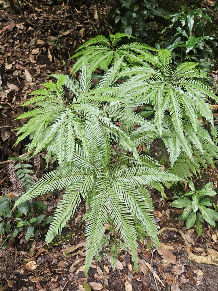 Shiny fan fern from Somersby Falls on August 4, 2024 at 12:28 PM by ...