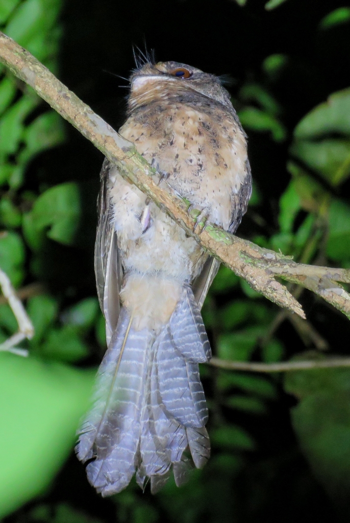 Moluccan Owlet-nightjar from Binagara, South Wasile, East Halmahera ...