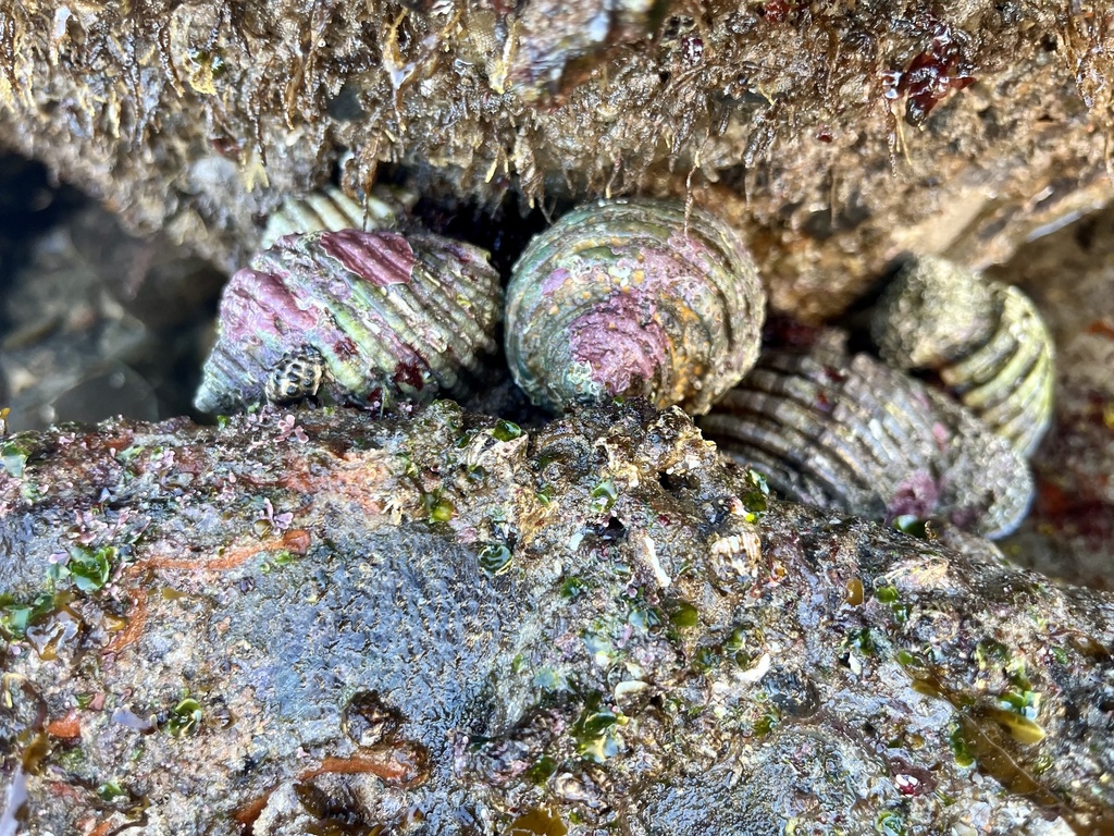 Cart-Rut Shell from Coral Sea, East Ballina, NSW, AU on August 4, 2024 ...