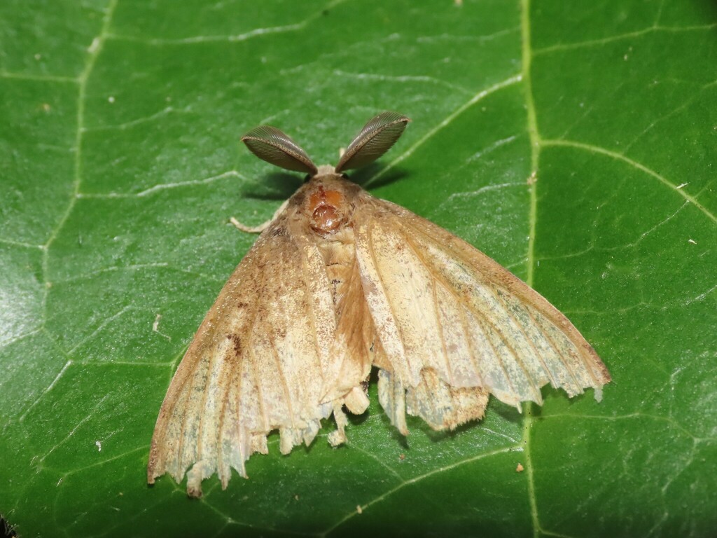 Spongy Moth from Olesa de Montserrat, Barcelona, Spain on August 4 ...