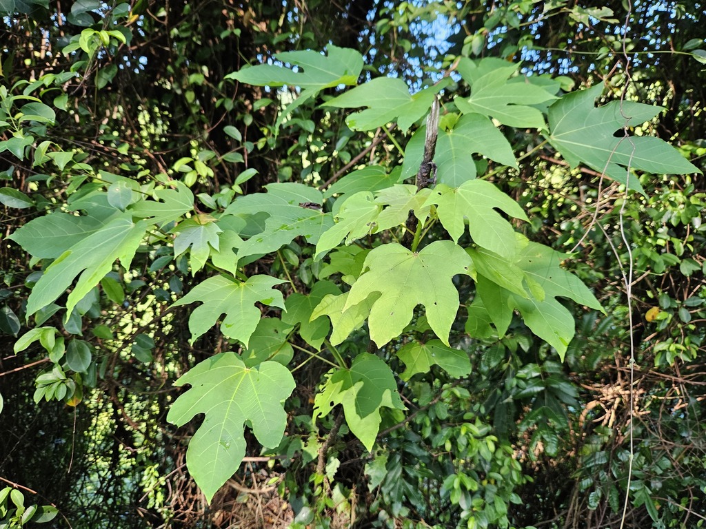 mu oil tree from 台灣臺北 on July 31, 2024 at 08:08 AM by 胡正恆(Jackson Hu ...