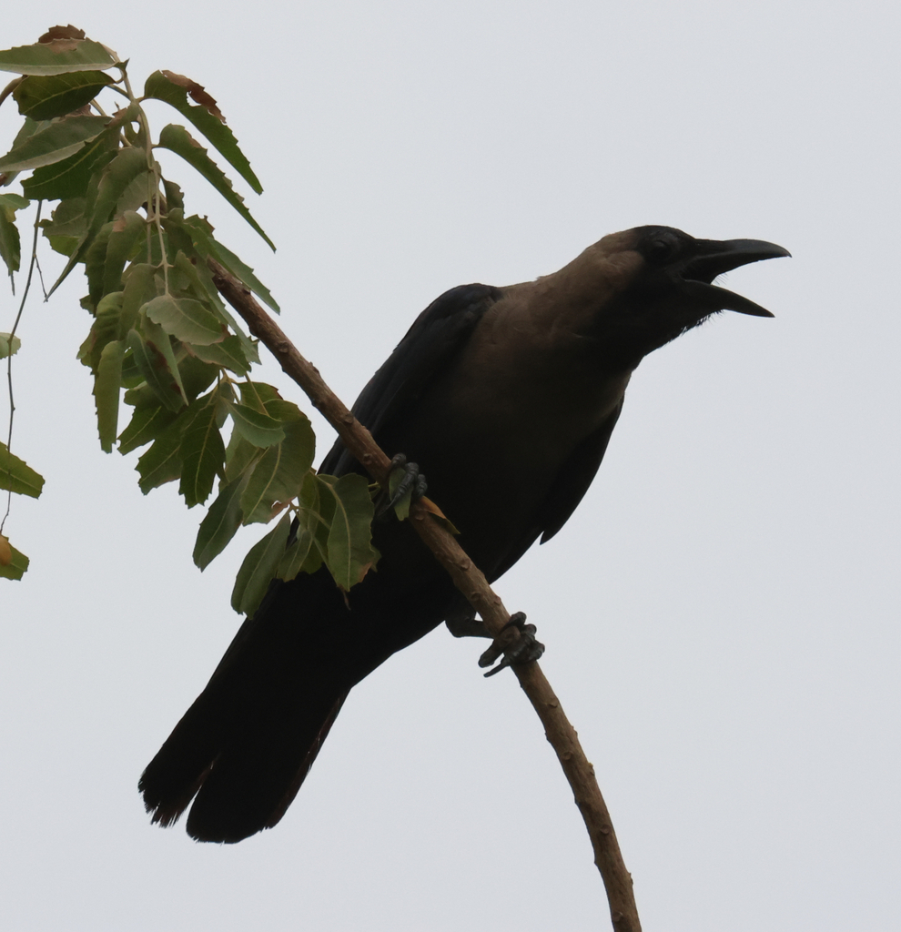 House Crow from Safa Park - Al Safa - Dubai - United Arab Emirates on ...