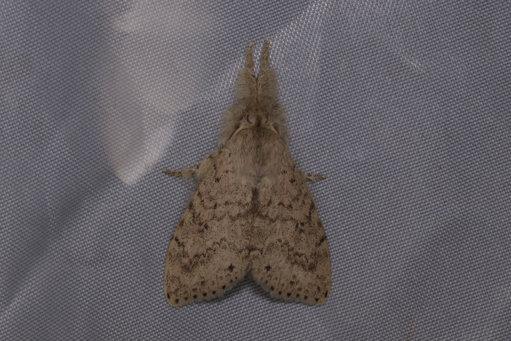 Calliteara angulata from 中国浙江省杭州市西湖区 on August 3, 2024 at 11:44 PM by ...