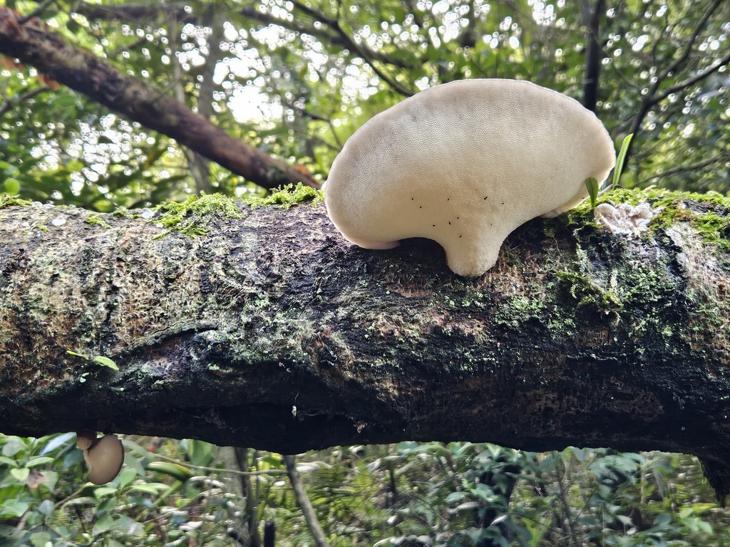 bracket fungi from 台灣臺北 on July 31, 2024 at 09:04 AM by 胡正恆(Jackson Hu ...