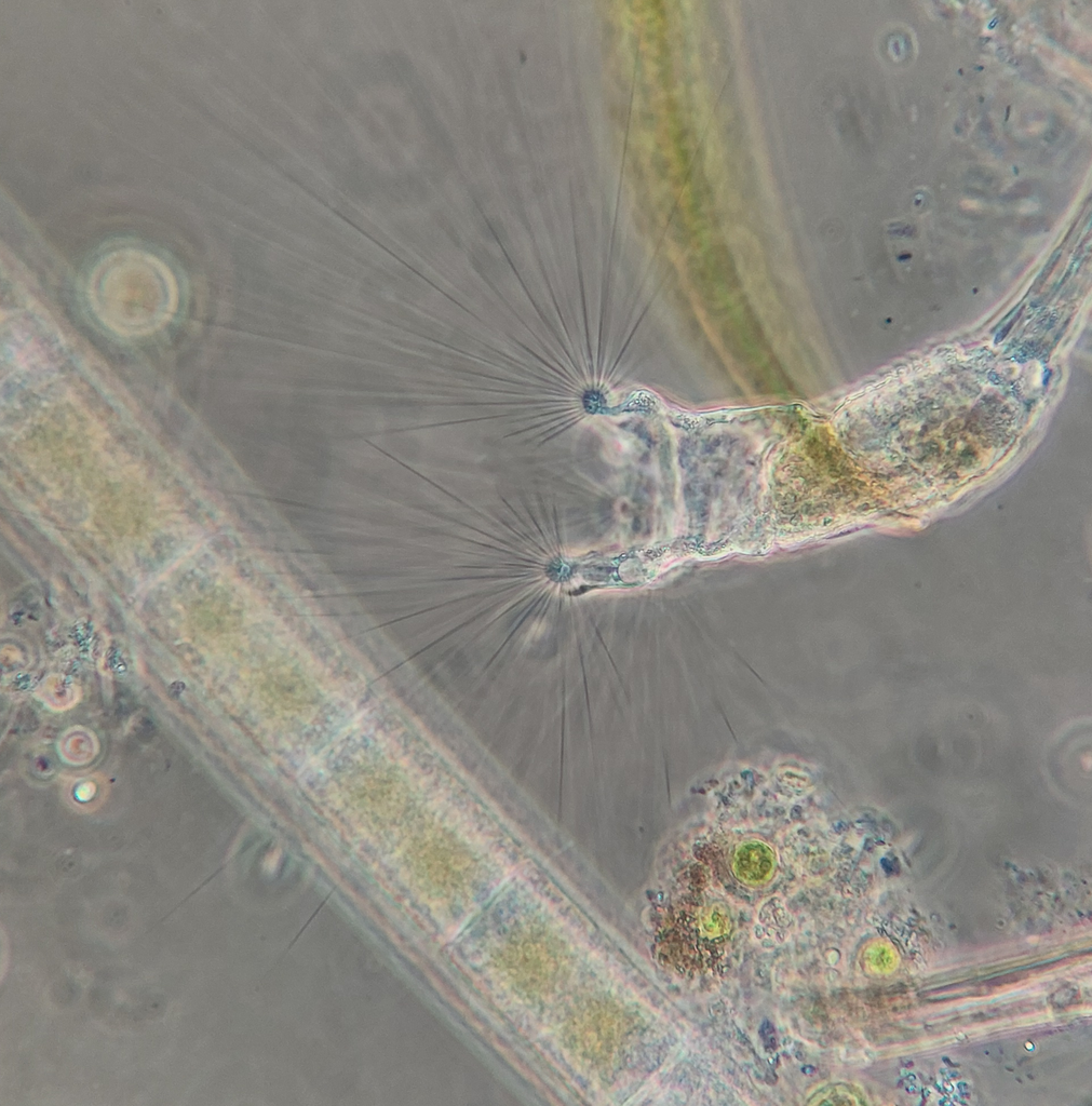 Collotheca ornata in August 2024 by Alex Kenins · iNaturalist