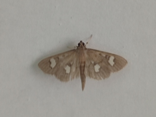 Patania quadrimaculalis · iNaturalist Mexico