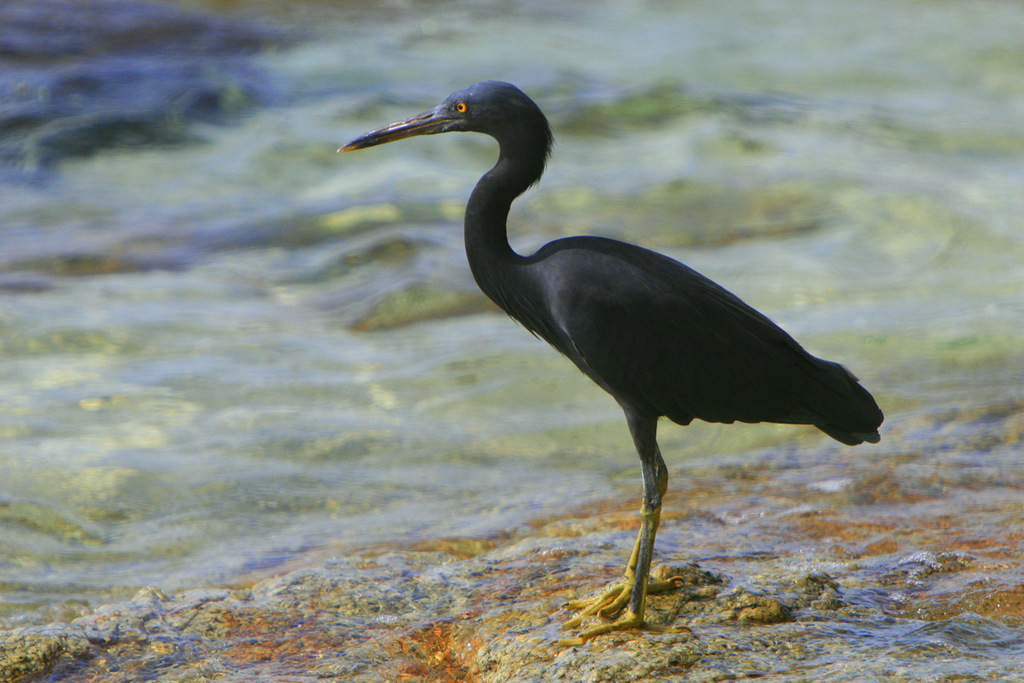 Pacific Reef-Heron (Birds of Timor-Leste) · iNaturalist