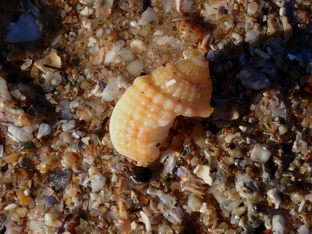 Nassarius conoidalis from Angourie NSW 2464, Australia on July 31, 2024 ...