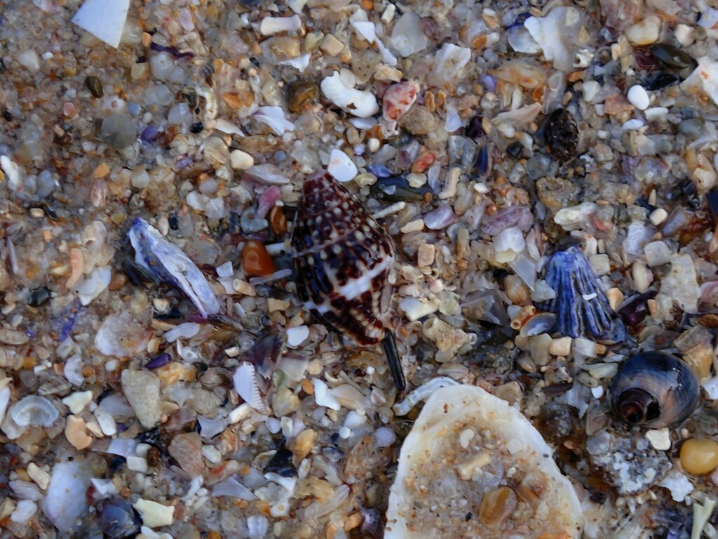 Engina armillata from Angourie NSW 2464, Australia on July 31, 2024 at ...