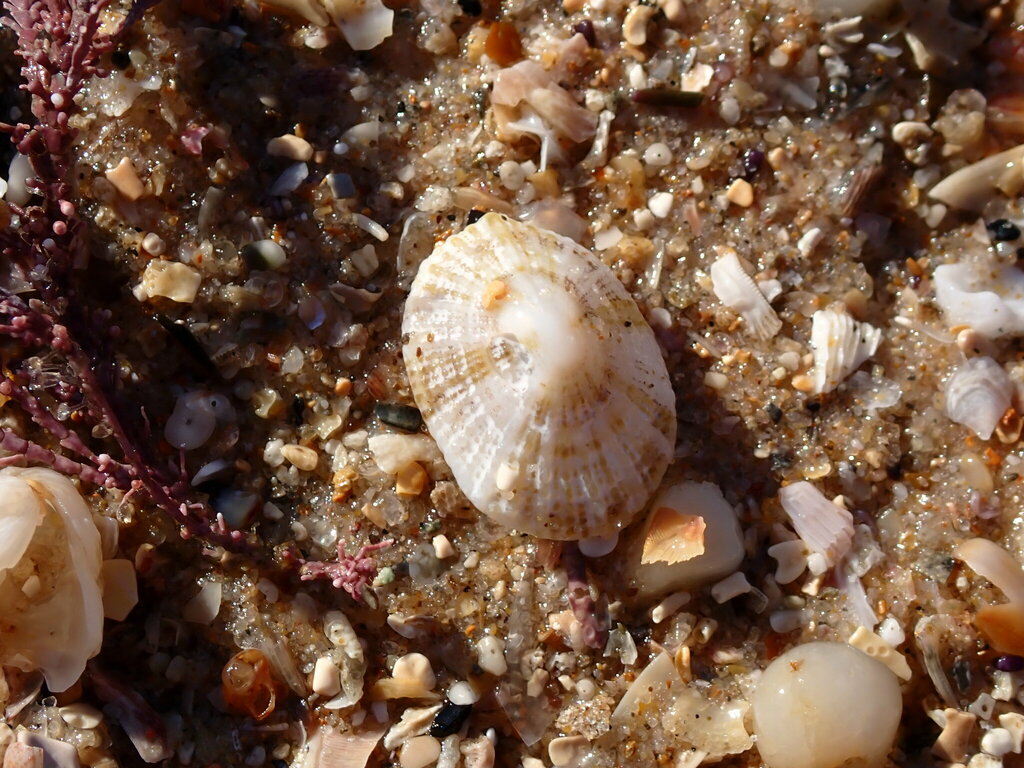 Cap-shaped False Limpet from Angourie NSW 2464, Australia on July 31 ...