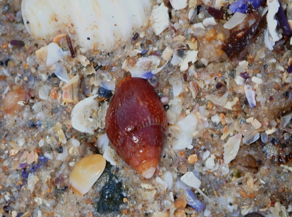 Tortoise Dove Shell from Angourie NSW 2464, Australia on July 31, 2024 ...