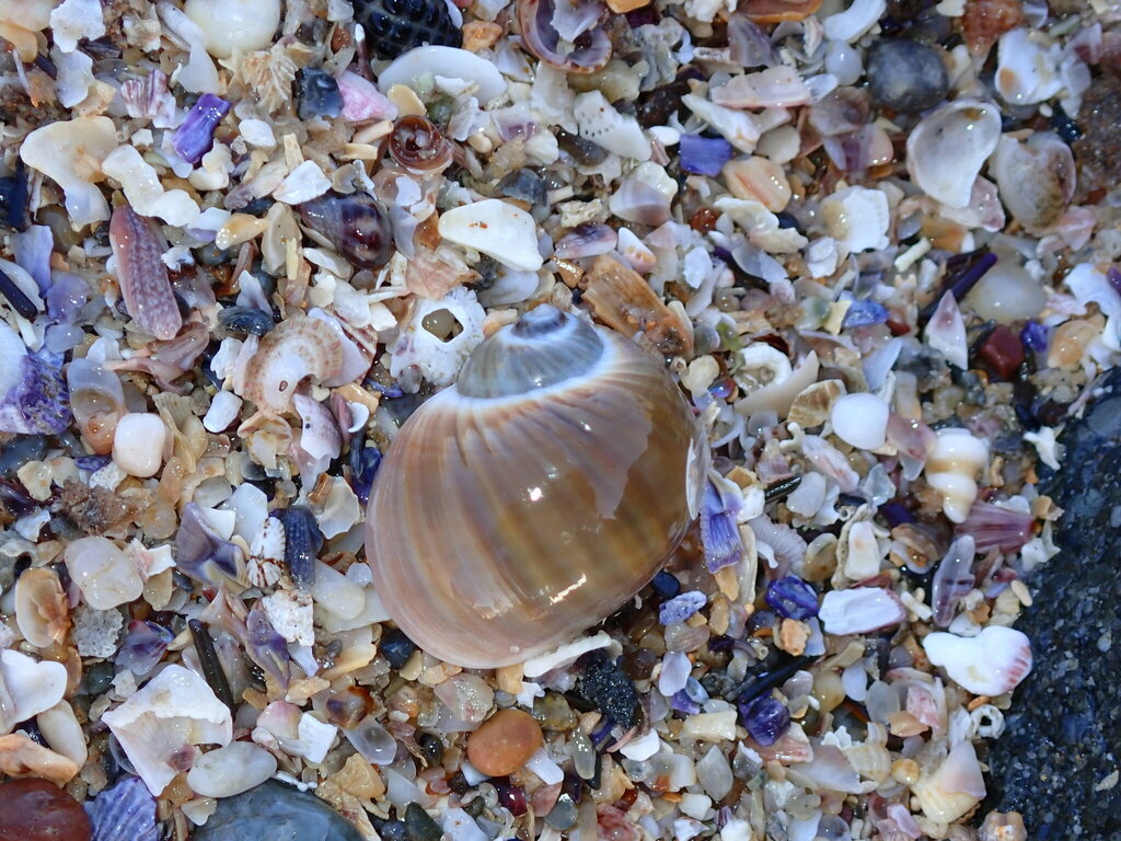 Spotted Sand Shell from Angourie NSW 2464, Australia on July 31, 2024 ...