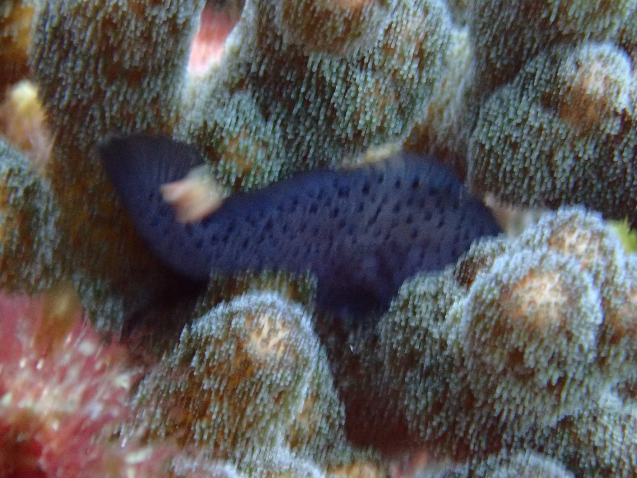 Caracanthus maculatus (Gray, 1831)