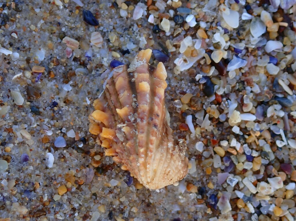 Cardita aviculina from Angourie NSW 2464, Australia on July 31, 2024 at ...