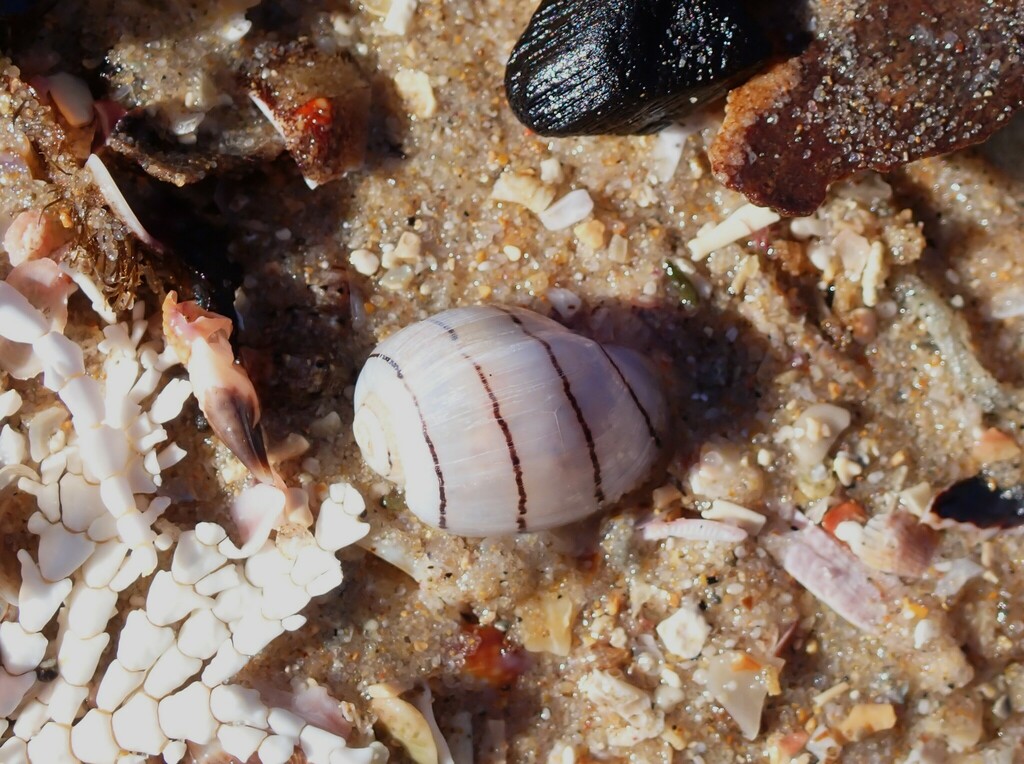Pink Bubble Snail from Angourie NSW 2464, Australia on July 31, 2024 at ...