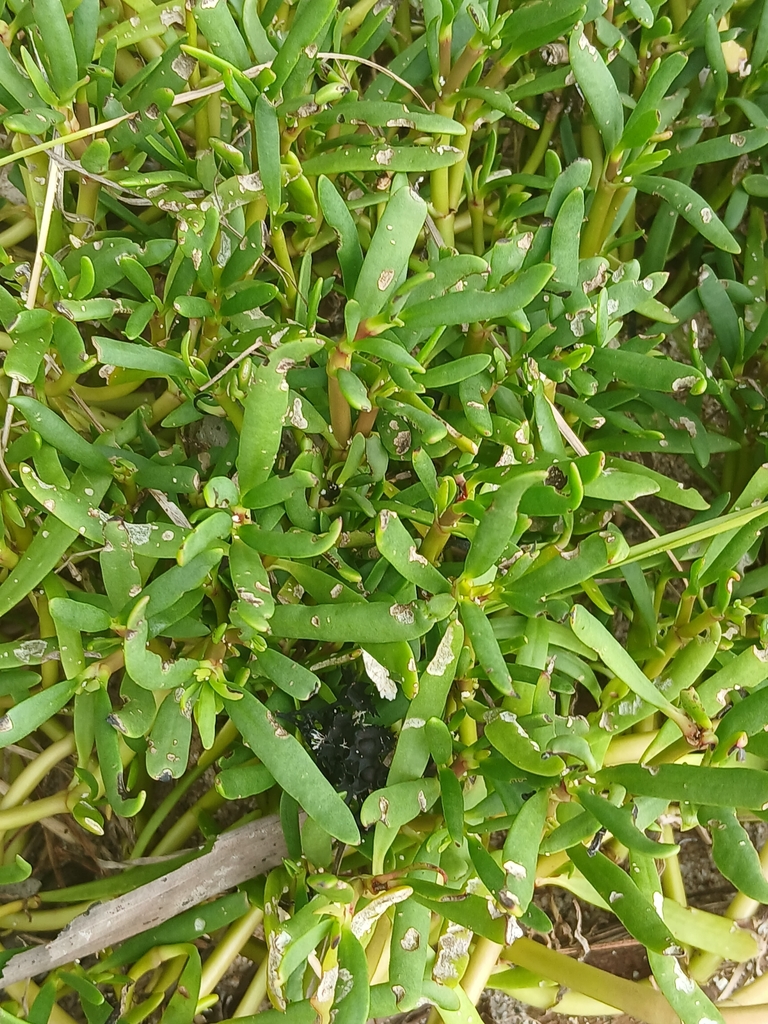 sea purslane from Mer Island QLD 4875, Australia on August 4, 2024 at ...