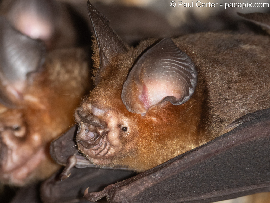 Ha Long Roundleaf Bat in July 2024 by Paul Carter. References: Thong VD ...
