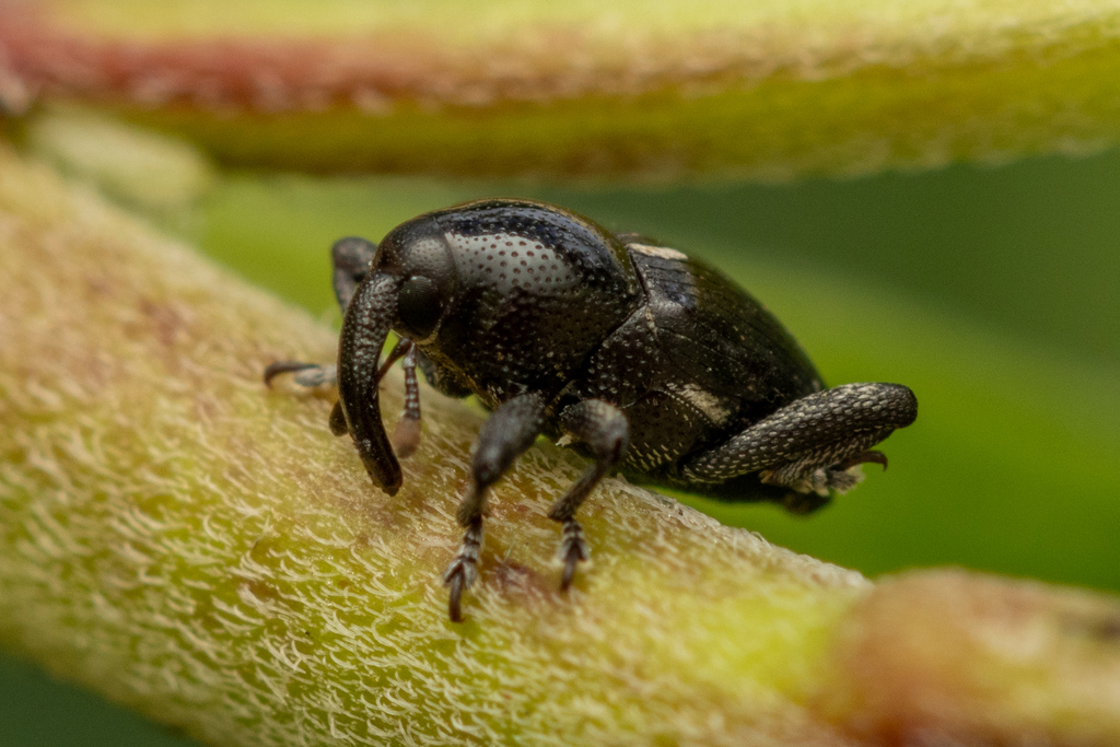 Flower Weevils from Kuranda QLD 4881, Australia on August 4, 2024 at 11 ...