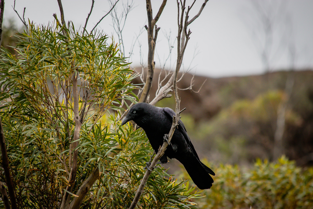 Forest Raven (Corvus tasmanicus) - Avian Discovery