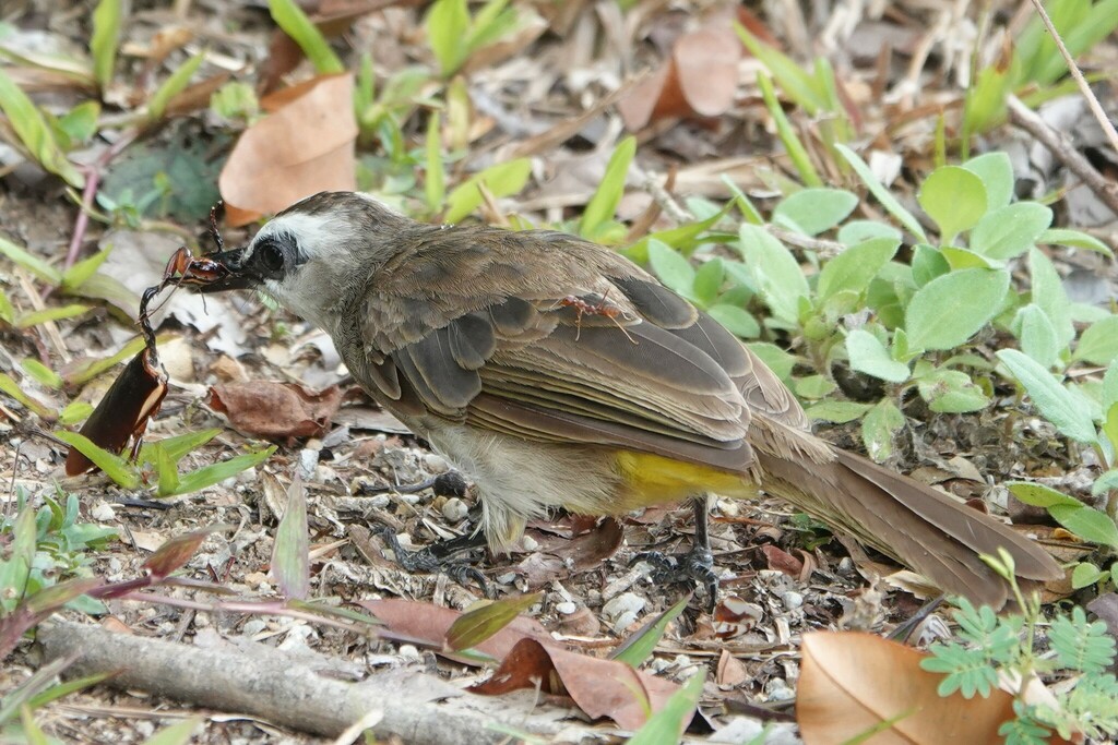 Yellow-vented Bulbul from Yio Chu Kang, Singapore on August 4, 2024 at ...