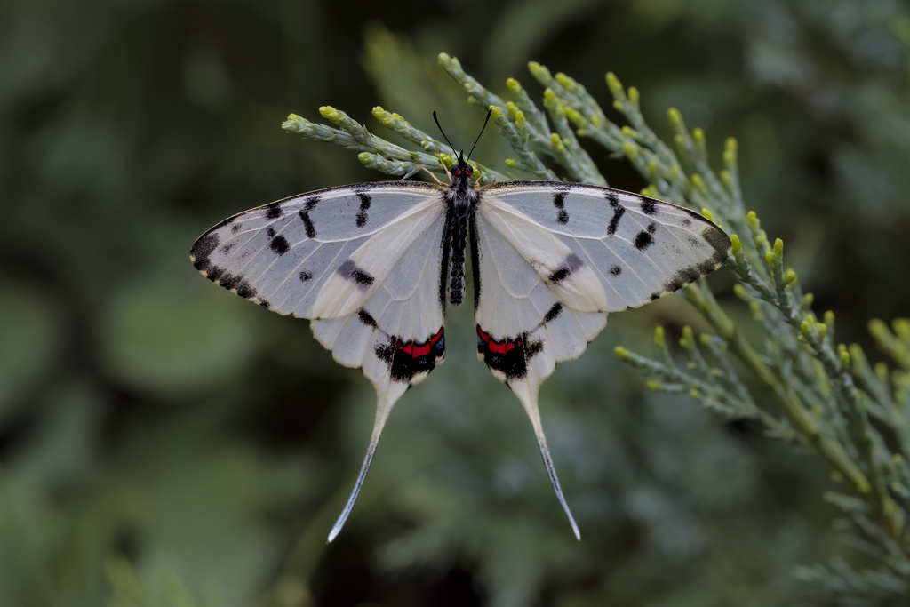 Dragon Swallowtail from 北京鹫峰国家森林公园, 北京市, CN on August 3, 2024 at 08:03 ...