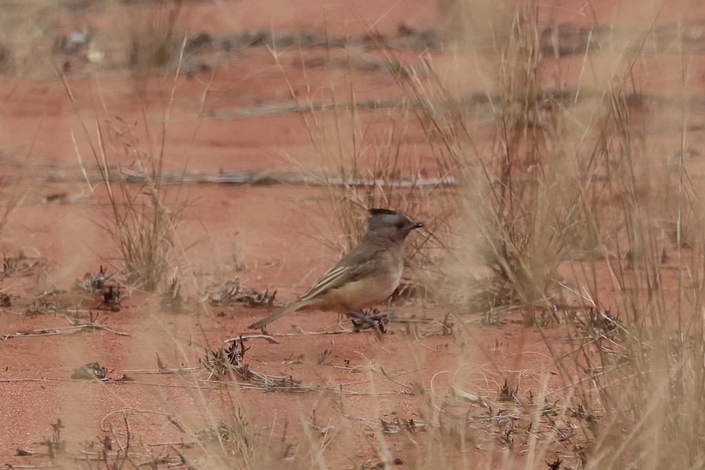 Crested Bellbird from Southern Tanami Ward, Lake MacKay, NT, AU on ...