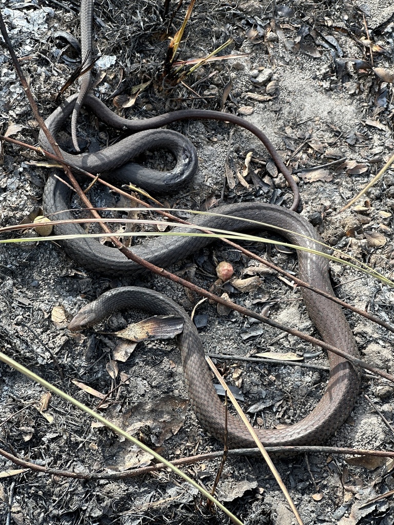 Lesser Black Whipsnake from Gumurr Miyarrka Ward, East Arnhem, NT, AU ...
