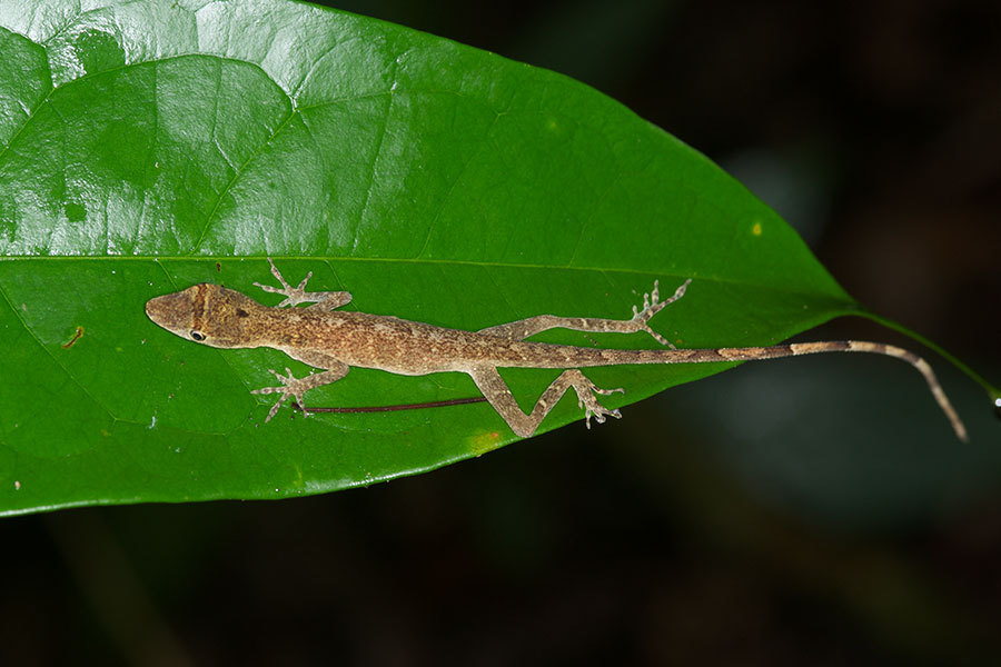 Brown-eared Anole from Santa Cruz Forest Reserve, Loreto, Peru on ...