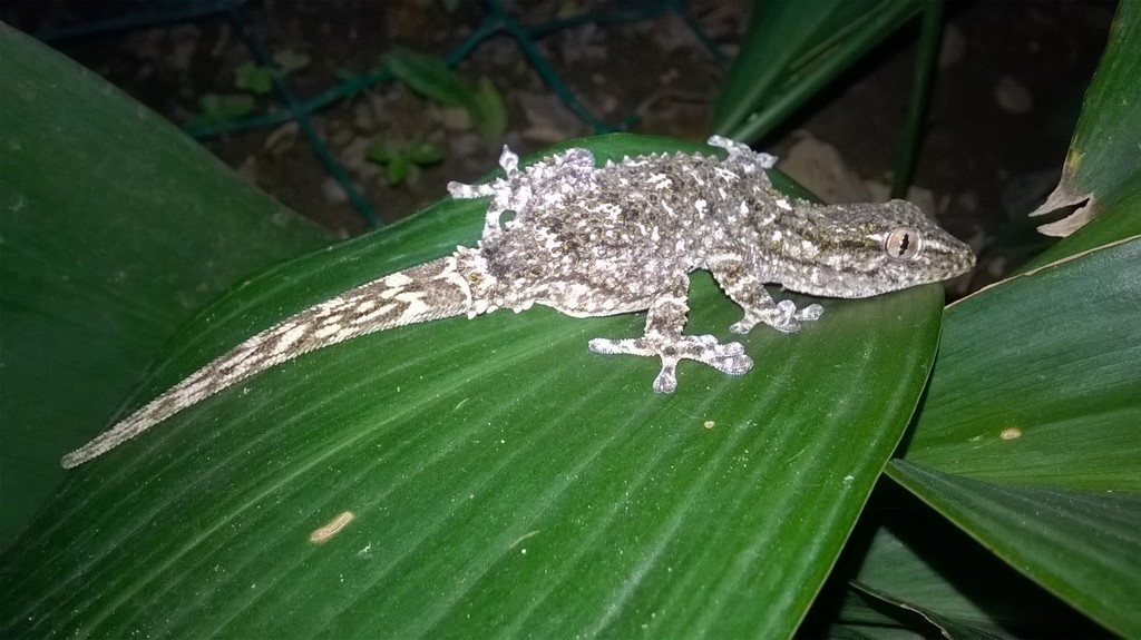 Moorish Gecko from Via Istria, 20092 Cinisello Balsamo MI, Italia on ...