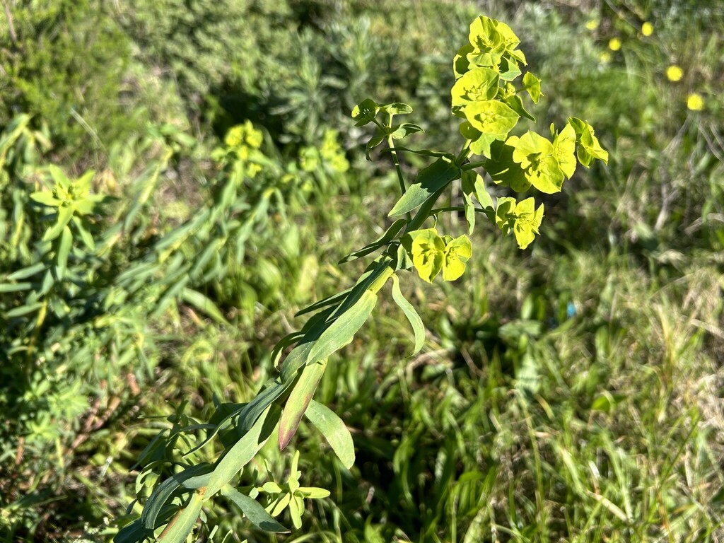 carnation spurge from Sandbaai, 7200, South Africa on July 31, 2024 at ...