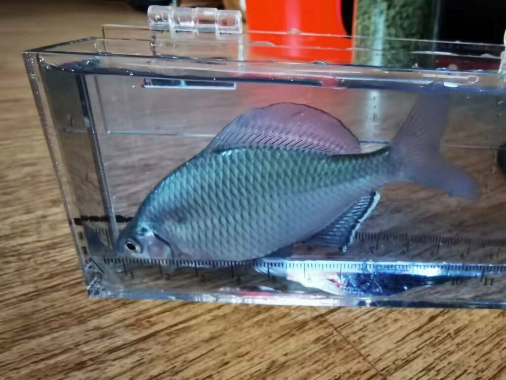 Giant Chinese Bitterling from 孙桥菜市场 on February 16, 2024 at 07:05 PM by ...