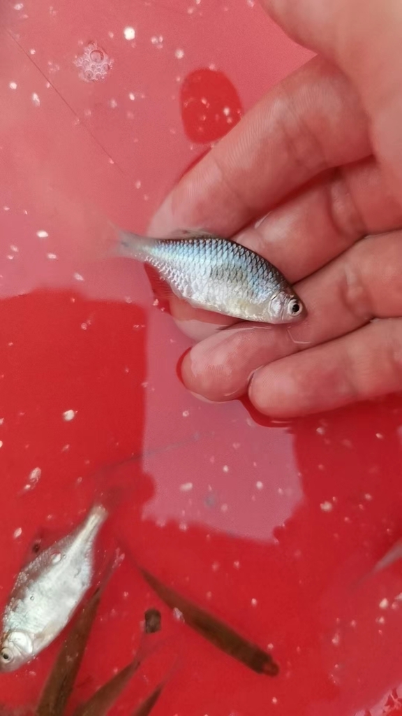 Paratanakia chii from 中国上海市青浦区 on July 21, 2024 at 07:05 PM by Herpeto ...