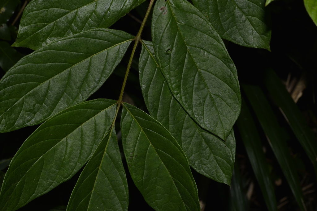 dicots from Coffs Harbour NSW, Australia on June 10, 2019 at 04:35 PM ...