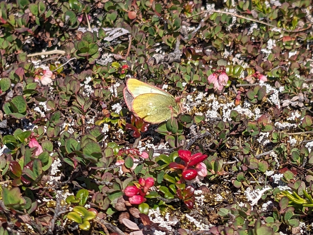 Moorland Clouded Yellow from Iqaluit, NU, Canada on August 3, 2024 at ...