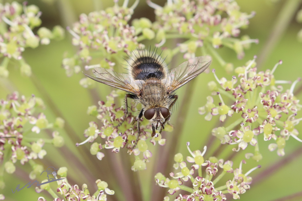 Tachina from 中国北京市门头沟区 on July 26, 2024 at 03:43 PM by zhangqianyi ...