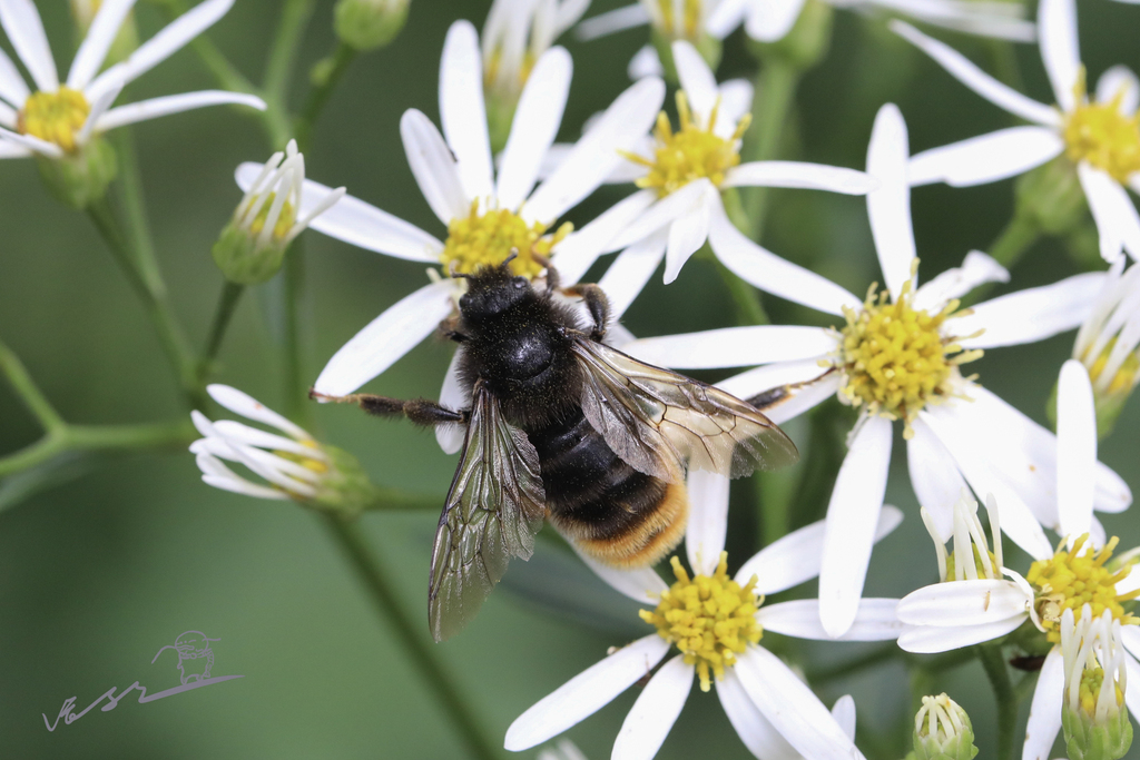 Korean Cuckoo Bumble bee from 中国北京市门头沟区 on July 26, 2024 at 04:04 PM by ...