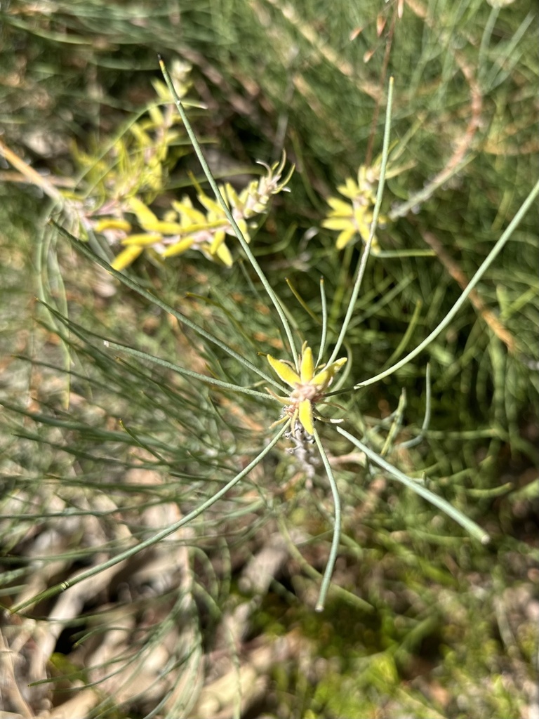 Persoonia saccata from Coolbinia Primary School, Coolbinia, WA, AU on ...