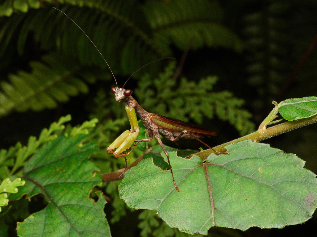 Acromantis satsumensis in July 2024 by orthoptera-jp · iNaturalist