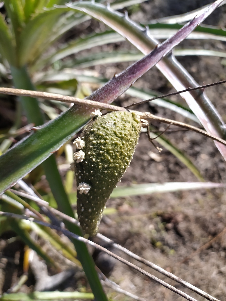 Ibatia harleyi from Soledade - PB, Brasil on July 2, 2024 at 02:46 PM ...