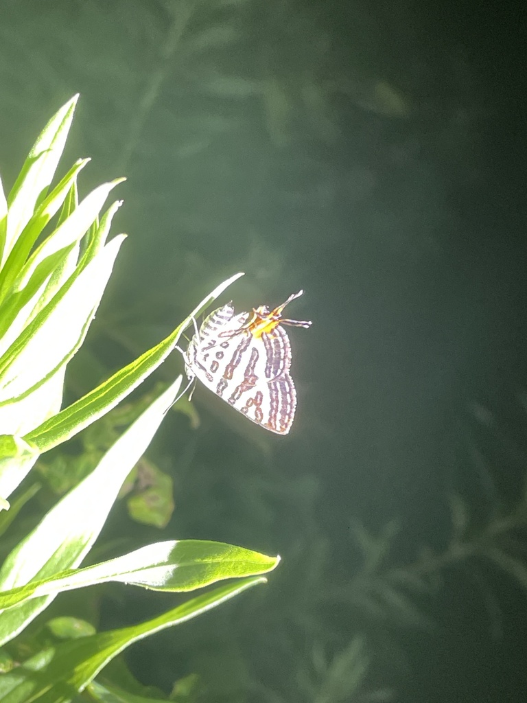 Club Silverline from 普陀区海岛公园, 舟山市, 浙江省, CN on August 4, 2024 at 09:41 ...