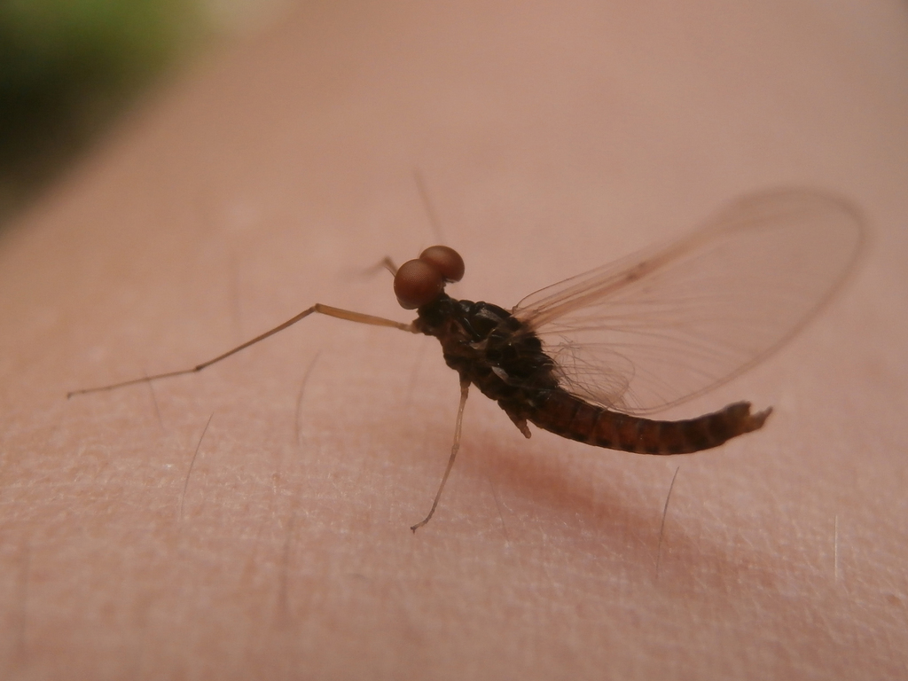 Mayflies in June 2019 by TheKakarinka · iNaturalist