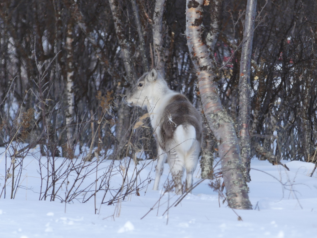 Mountain Reindeer (Rangifer tarandus tarandus) - Know Your Mammals