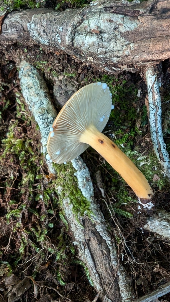 Weeping Milk Cap from 日本、〒321-1264 栃木県日光市瀬尾 霧降の滝 on August 4, 2024 at ...