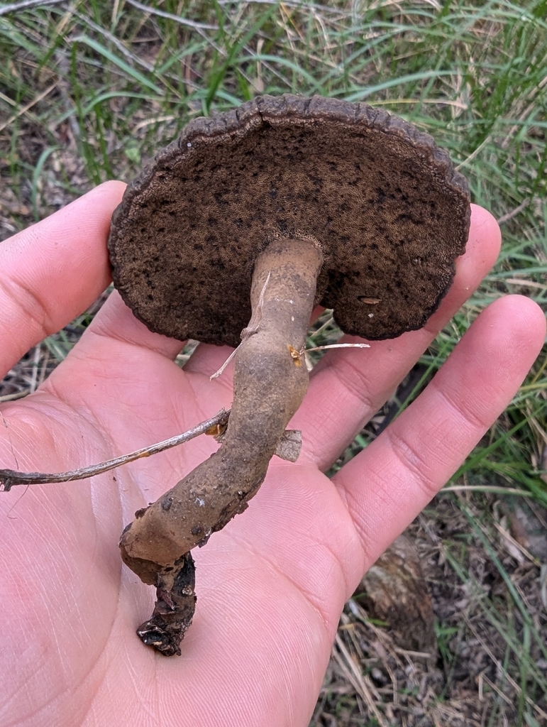 red-staining stalked polypore from Pacific Pines QLD 4211, Australia on ...
