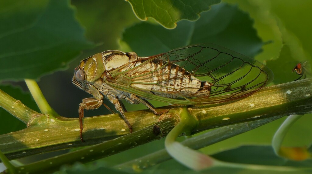 Cicadas from Wichita, KS, USA on August 1, 2024 at 08:48 PM by Andy ...
