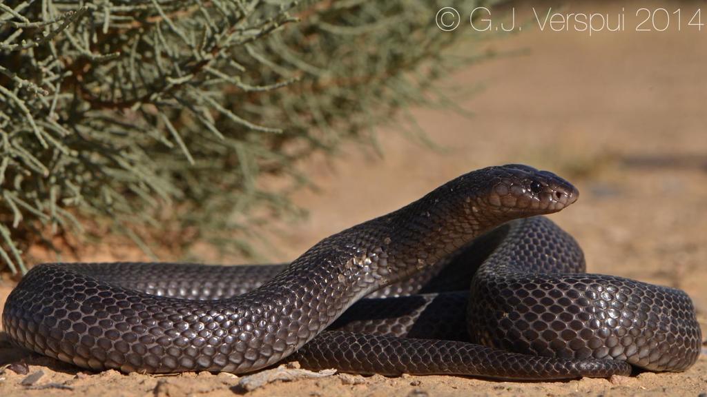 Western Black Desert Cobra (Walterinnesia aegyptia) - Snakes and Lizards
