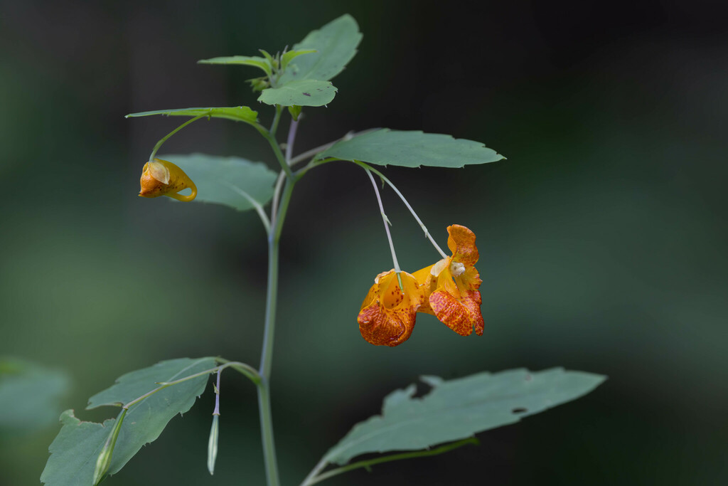 common jewelweed from Dixmont, ME, USA on August 3, 2024 at 10:40 AM by ...