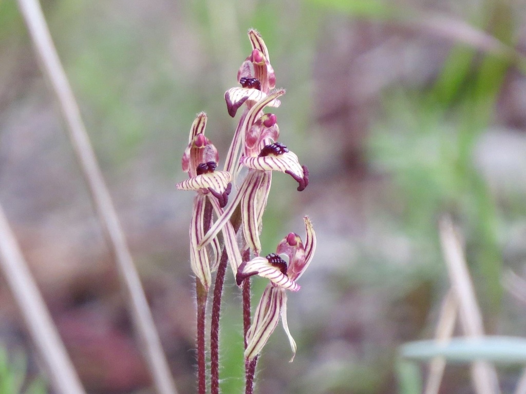 Dwarf zebra orchid in August 2021 by wandererphotographer · iNaturalist