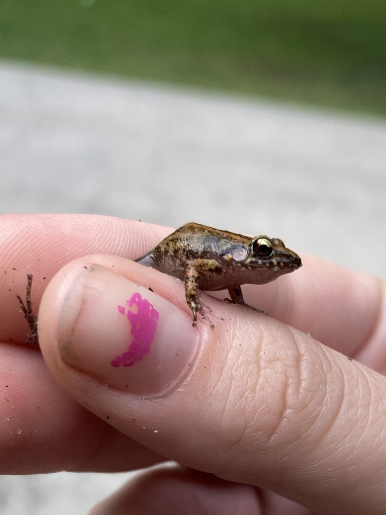 Greenhouse Frog from Delaware Ave, Fort Pierce, FL, US on July 25, 2023 ...