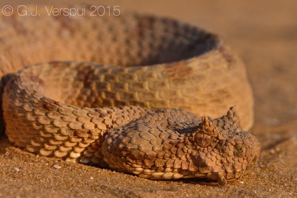Field's Horned Viper (Pseudocerastes fieldi) - Snakes and Lizards